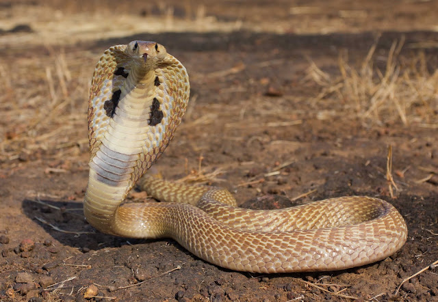 Animal Trivia : Tail of snake