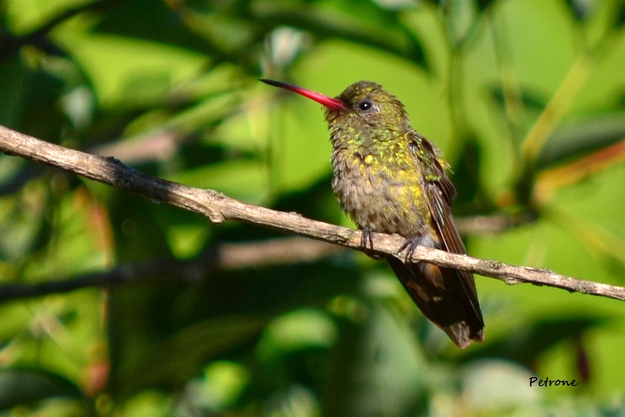 Aves de La Floresta: Picaflor bronceado