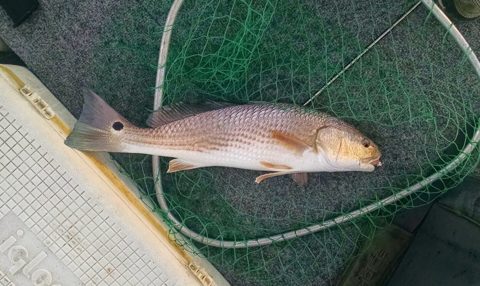 Derek Herring Fishing: Blockade Runners