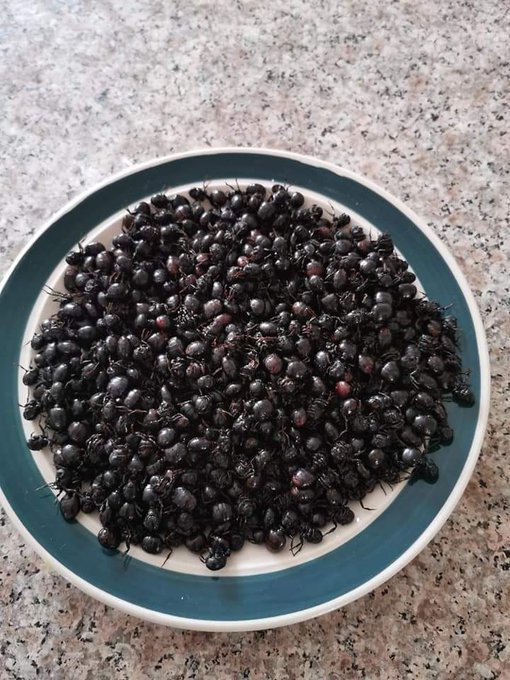 The Only Truth: Nutritious edible insects in South Africa should boost ...