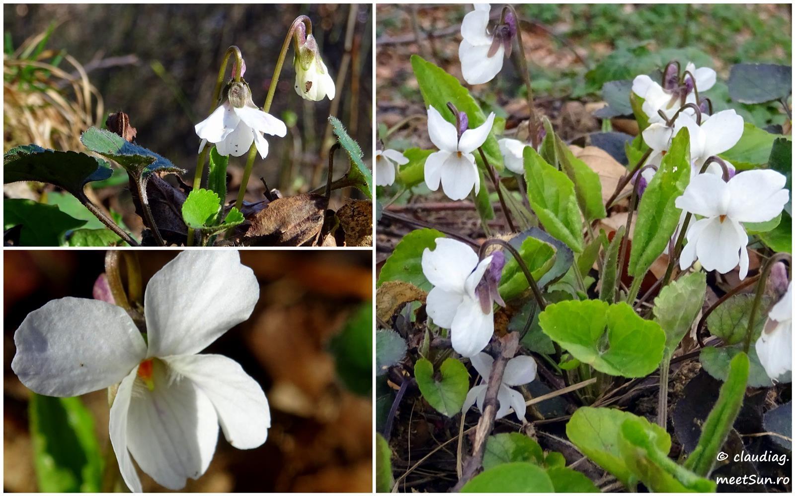 CU TRANDAFIRI: TOPORASI( VIOLA ODORATA)