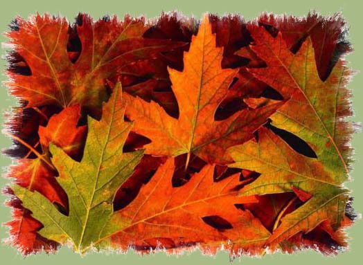 Classe Prima: L'autunno con i cinque sensi