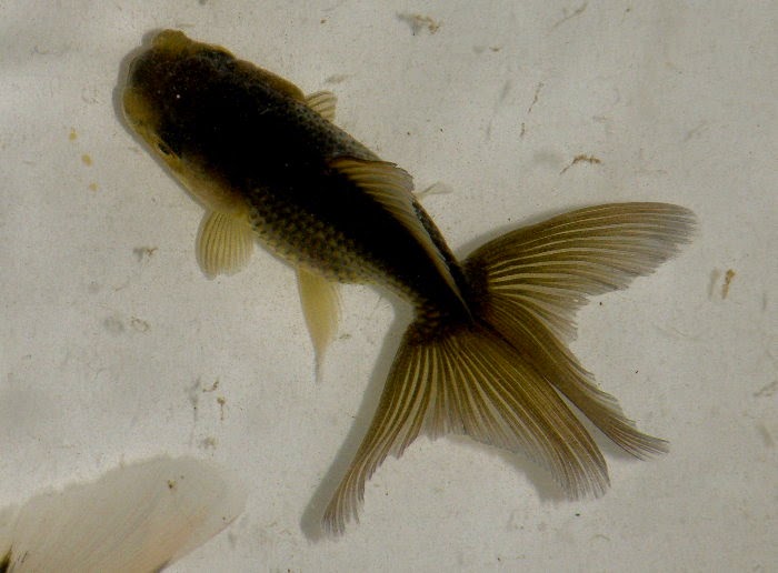 金魚&水族快訊Goldfish & Aquarium Messages: 鈴木東錦小魚(Suzuki Azuma-nishiki)