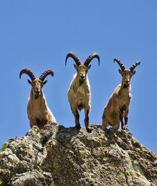 It's Time to Unite For the West Caucasian Tur! | Featured Creature