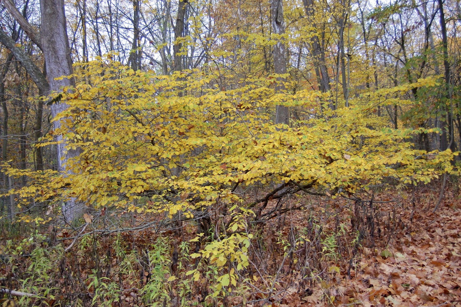 Plant Inventory at 20 Timothy : Lindera benzoin / Spicebush