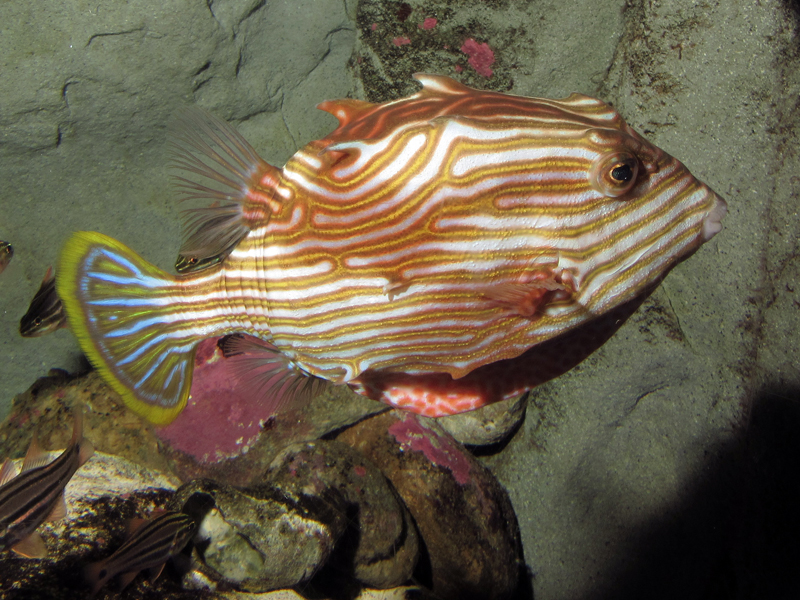 AQUATICHYK: SHAW'S COWFISH / Aracana aurita