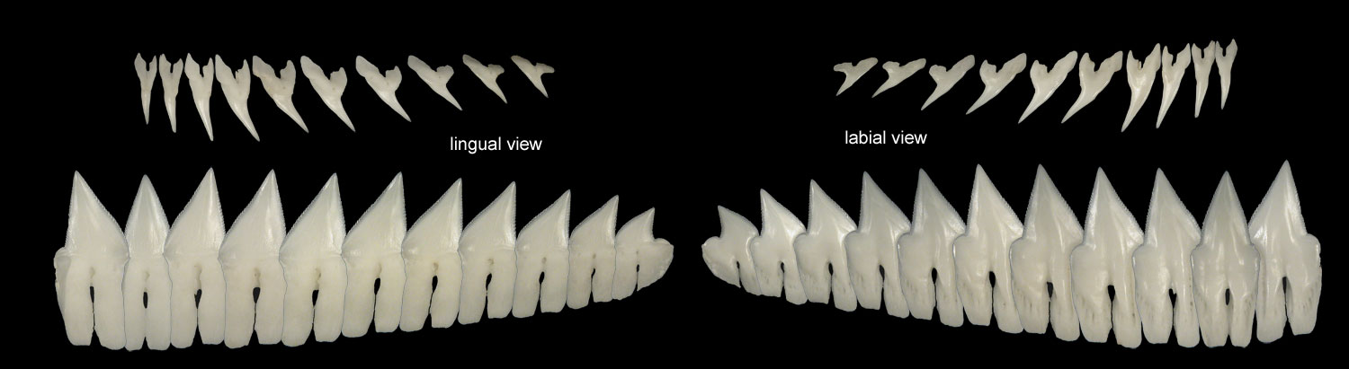 Tiburones en Galicia: Claves de los Squaliformes