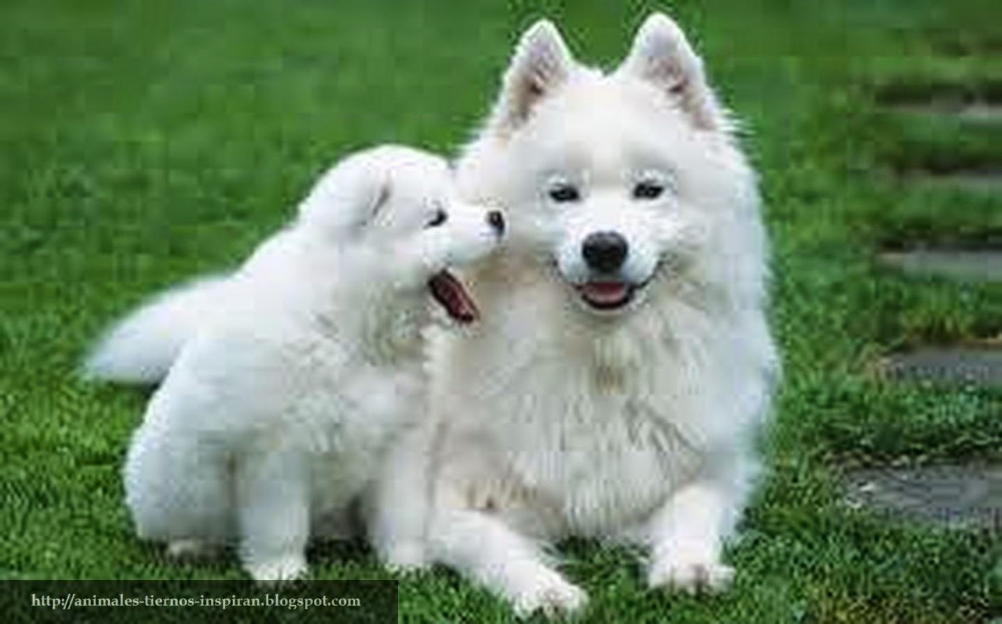 Animales Tiernos Inspiran: Tiernas imagenes de cachorros jugando ...