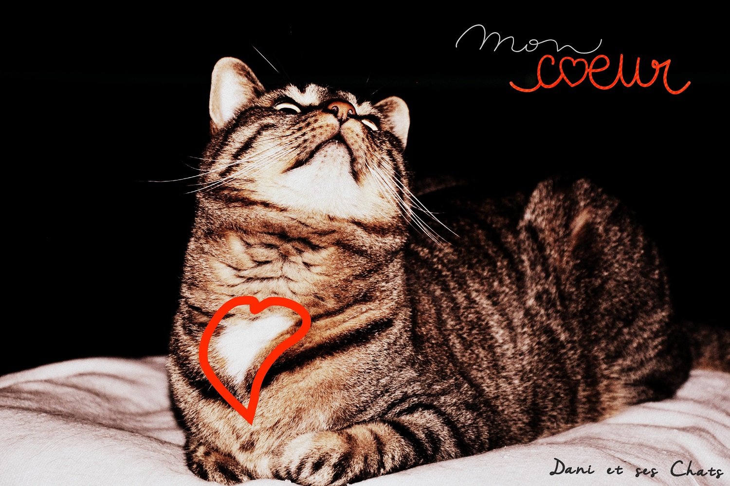 Les Chats du Bocage: Mon Coeur