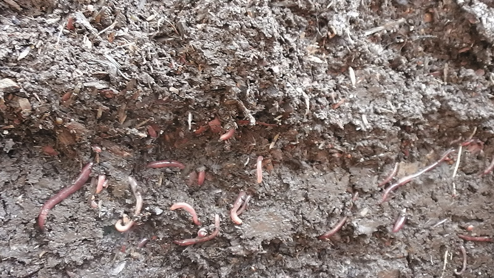 Bee's Blog: Of Worms and wheat reveling in the rain