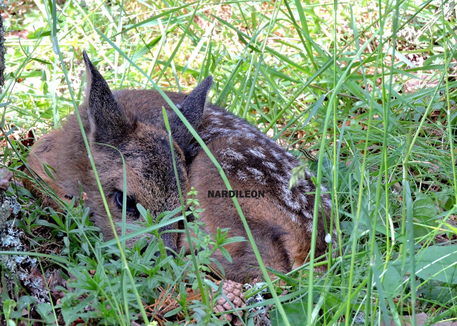 NARDILEON: "Corcino" (no lo toques, su madre lo está viendo)