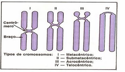 Aula extra: DNA e Cromossomos