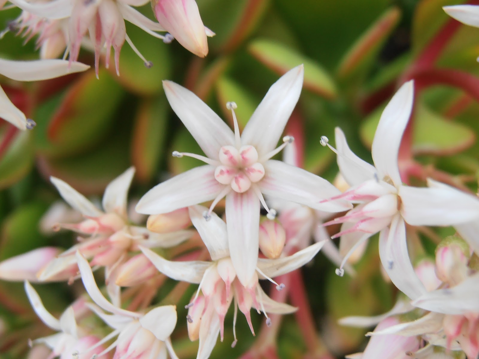 PLANTA DE JADE: Crassula ovata | Plantas rioMoros