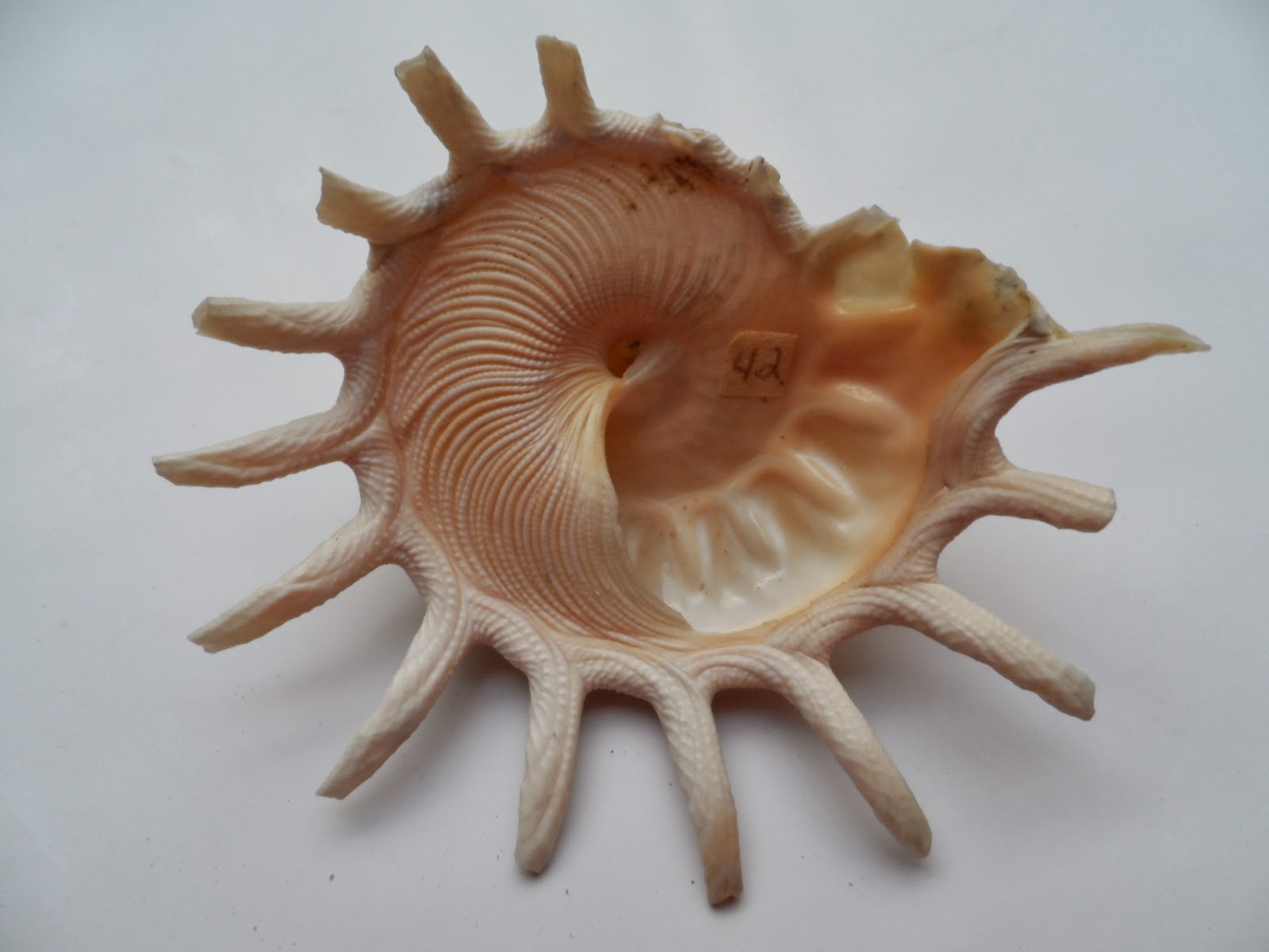 conchas y caracoles: Stellaria solaris