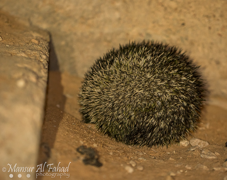 Birds of Saudi Arabia: Desert Hedgehog near Zulfi – Record by Mansur Al ...