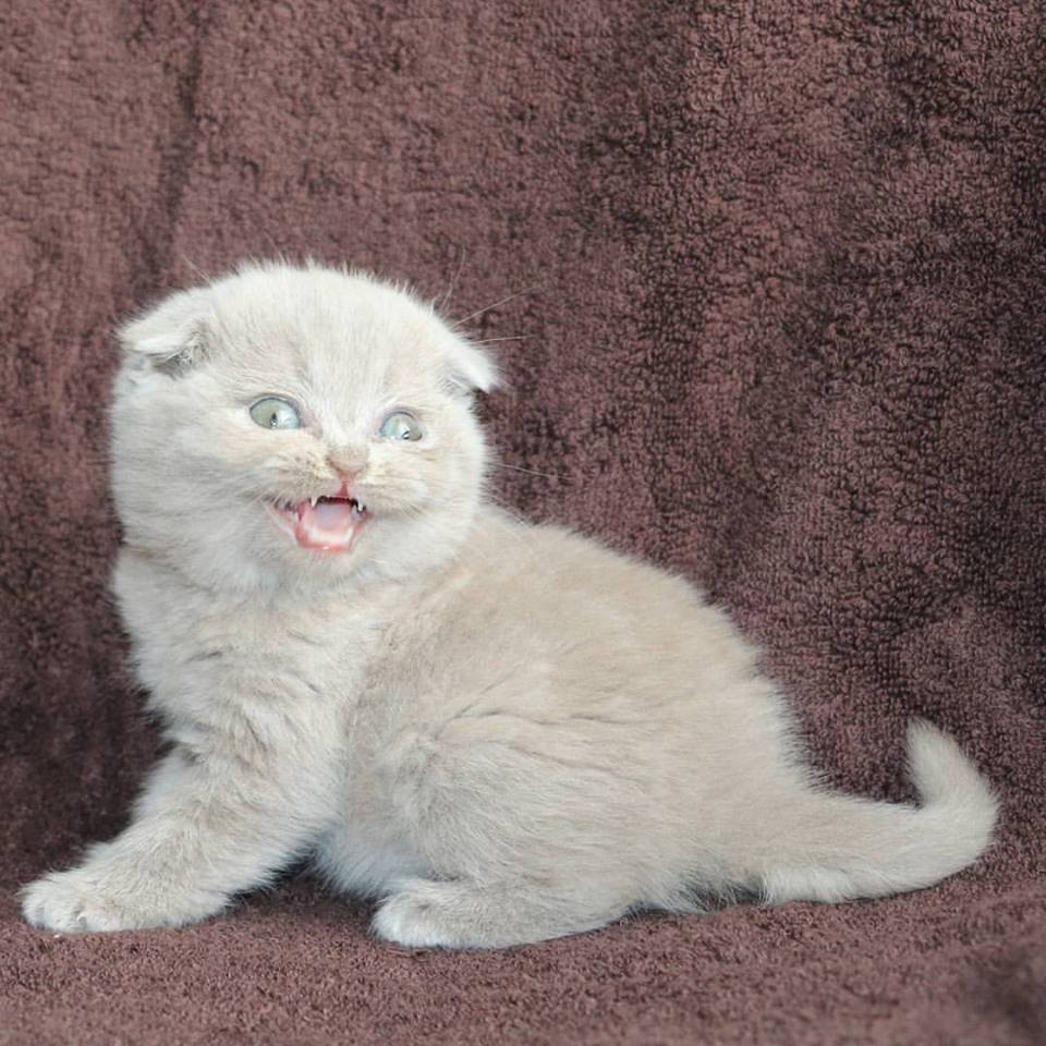 British Shorthair & Scottish Fold & Scottish Straight Lilac Çikolata ...