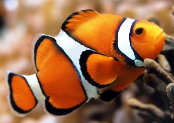 Sains 1 2 3: Sistem Sokongan Haiwan