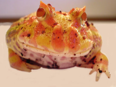 Cool & Krazzy: The Weirdest Frogs in the World