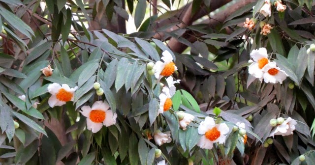 ECOHERBS .....: Naga poo: MESULA NAGASSARIUM