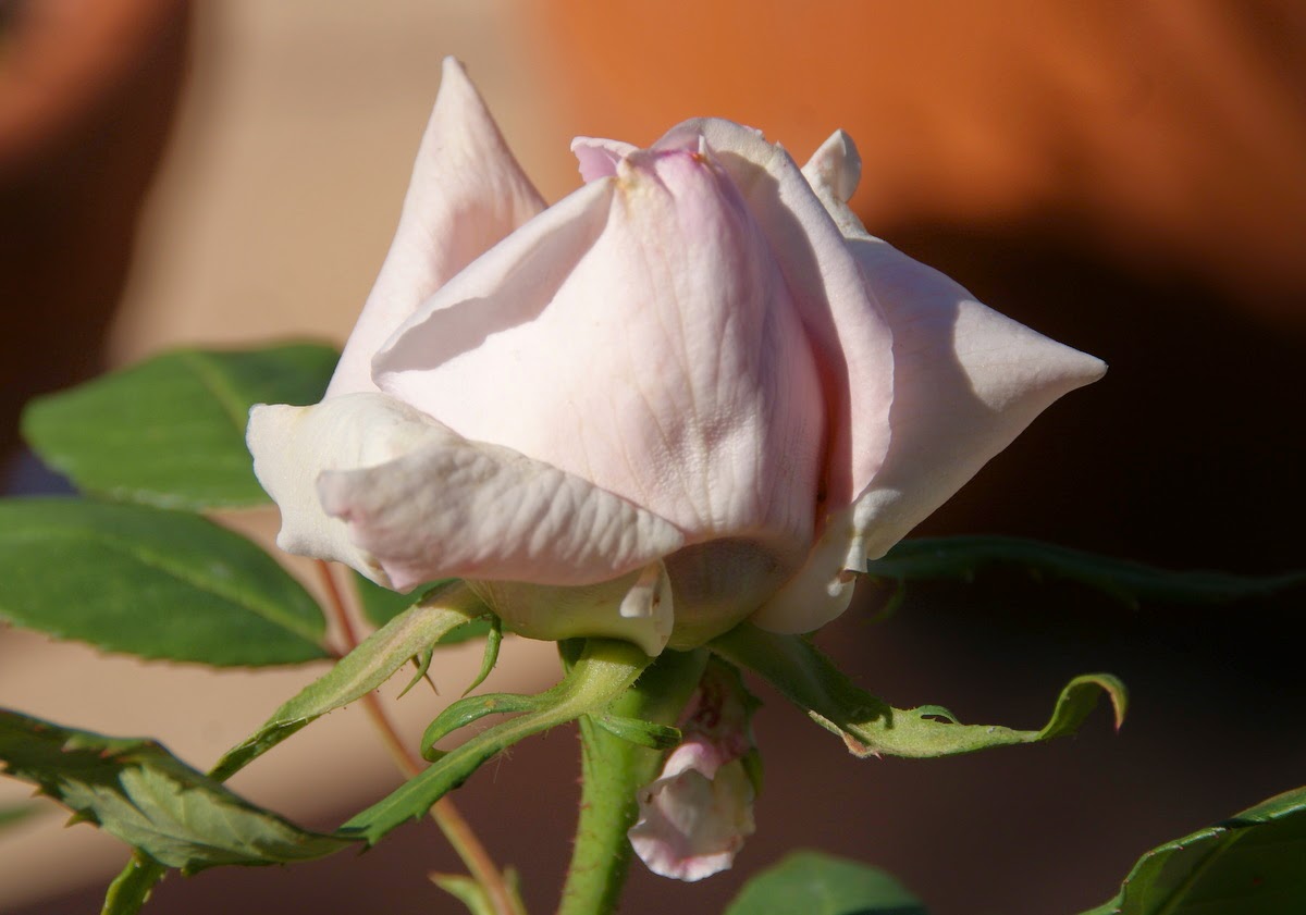 Organic Garden Dreams: February Roses