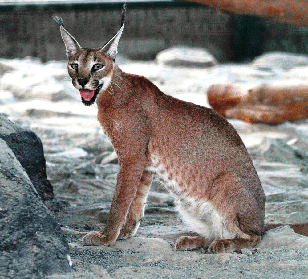 CARACAL CAT photos - wallpapers (ανανεωμένο) | the fun bank