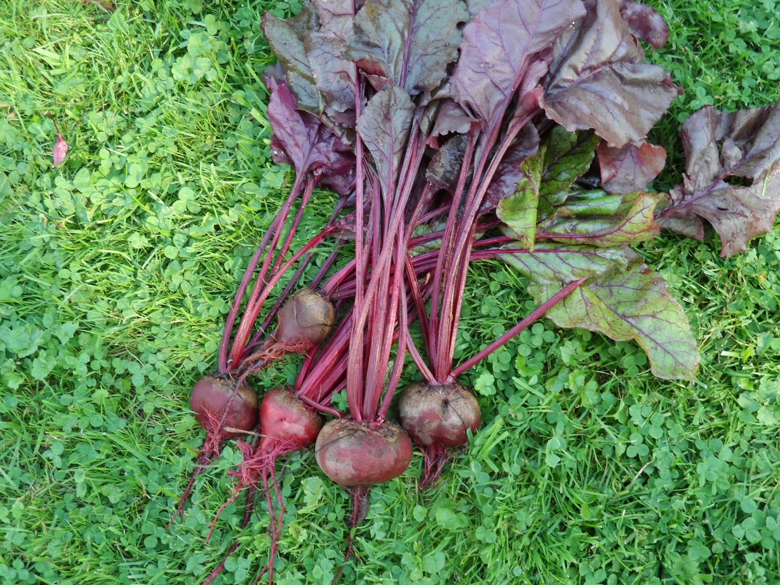 The Farm at Mill Village: Harvesting and Storing Beets