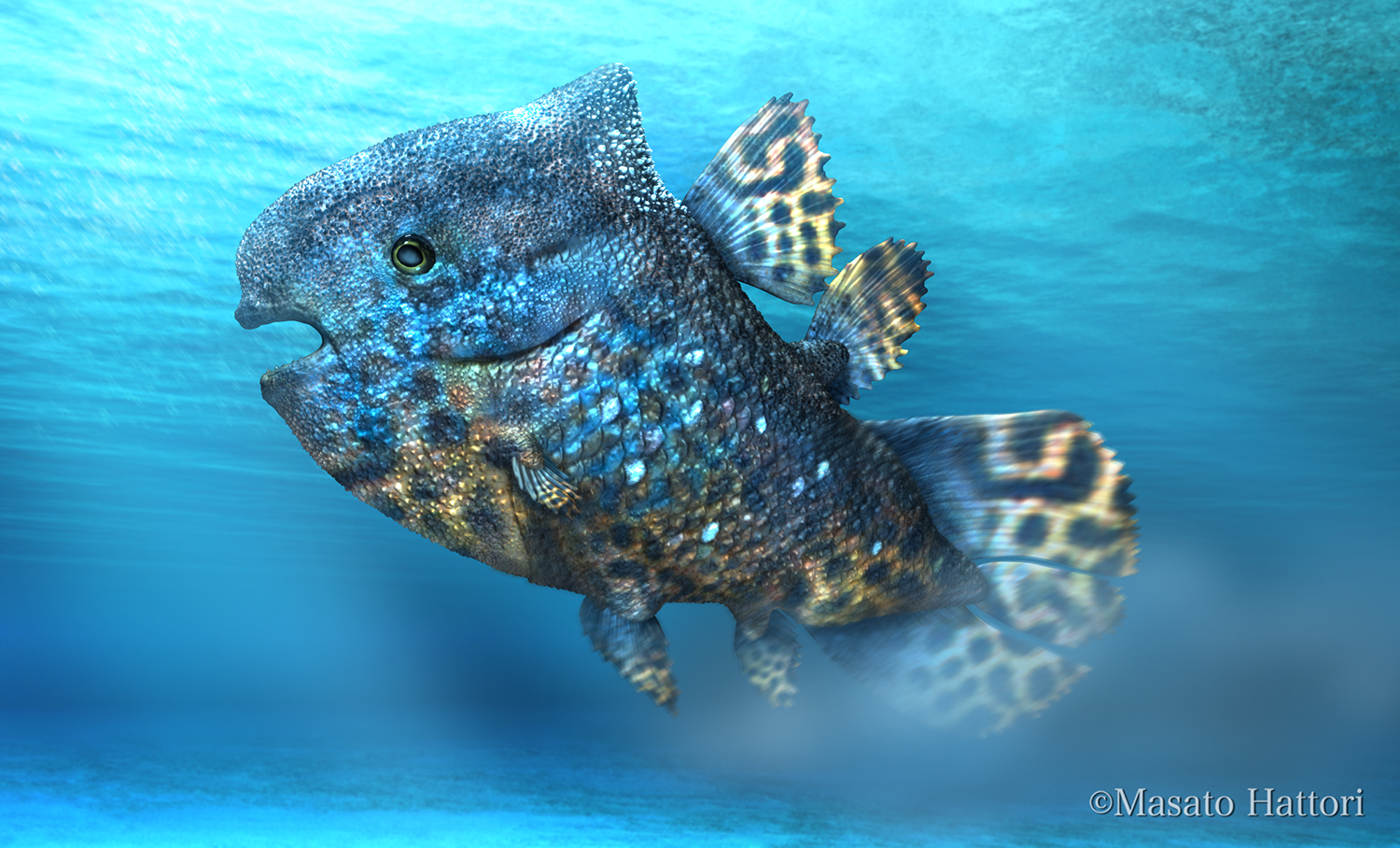 Marchan Blog: フォレイア Foreyia maxkuhni