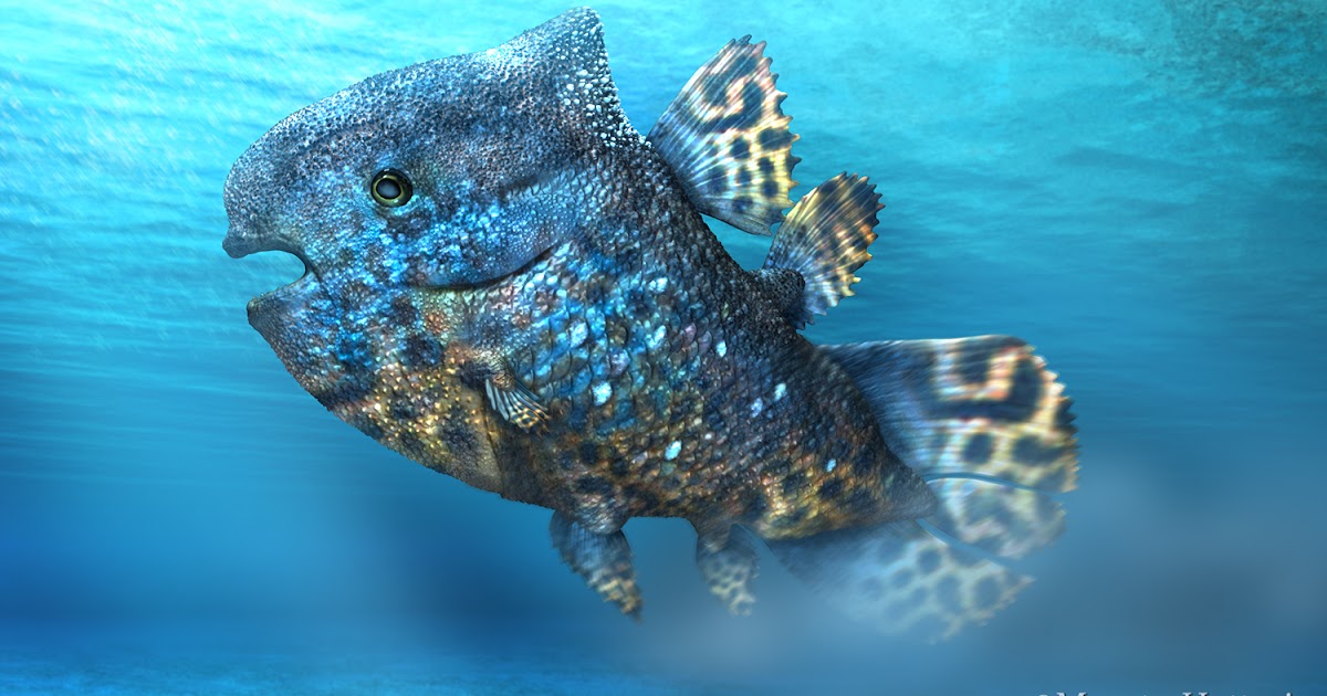 Marchan Blog: フォレイア Foreyia maxkuhni