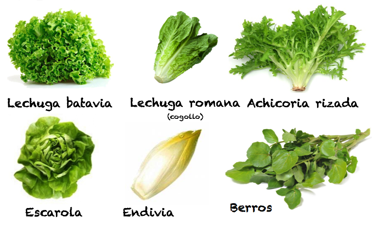 La Huerta de María González: ¿Cómo cultivar lechugas?