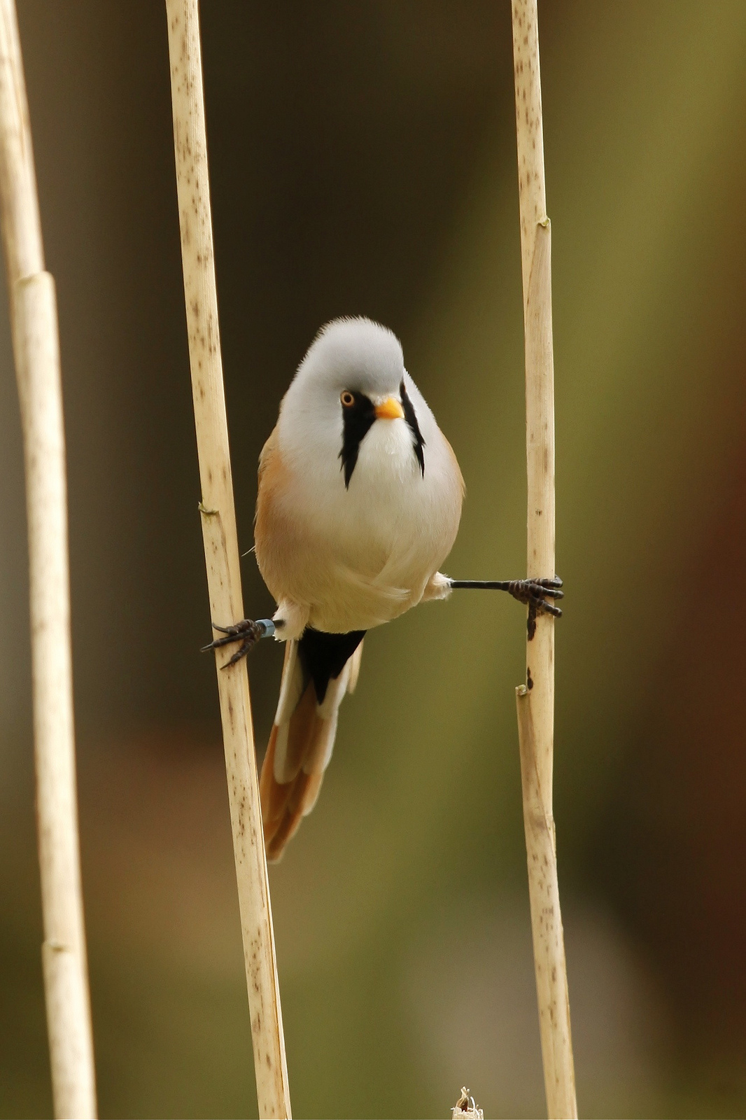 Bearded Reedling - Ryan Maigan Birds