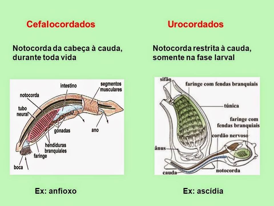 Biologia do 2º Ano: Cordados