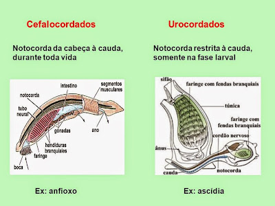 Gosto de CFB: CORDADOS