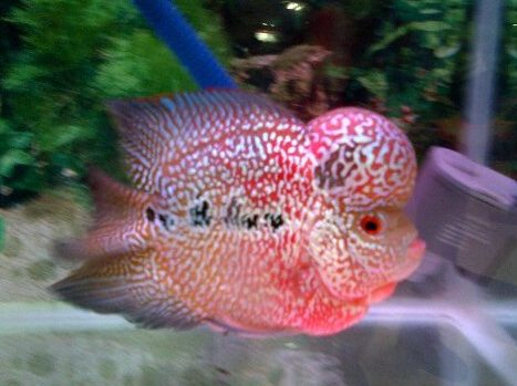 Flowerhorn The Hybrid Cichlids: Louhan Jenong Bonsai