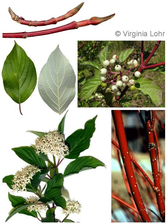Thymes Ancient Remedies: Red Osier Dogwood as medicine and tincture: