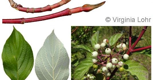 Thymes Ancient Remedies: Red Osier Dogwood as medicine and tincture: