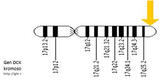 KNOWLEDGE: PENTOSURIA