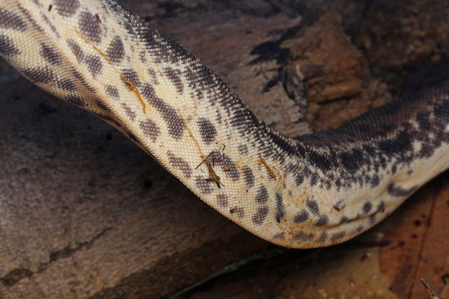 Ular Asli Indonesia: Ular Karung (Acrochordus javanicus)