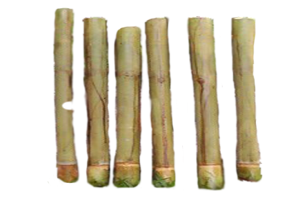 Mari belajar: Alat-Alat Muzik Orang Asli Di Semenanjung Malaysia