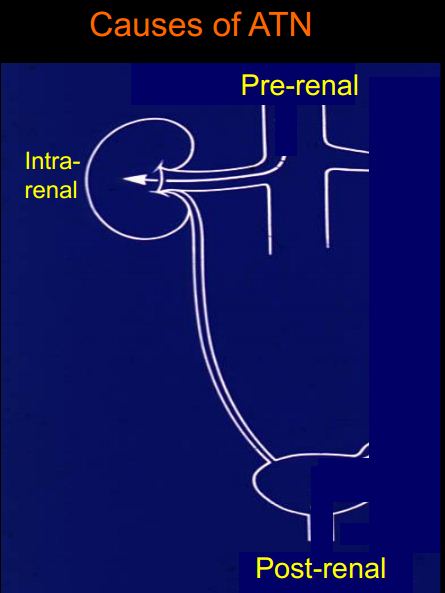 Tutor's Notes: general, cardiovascular, respiratory and renal ...