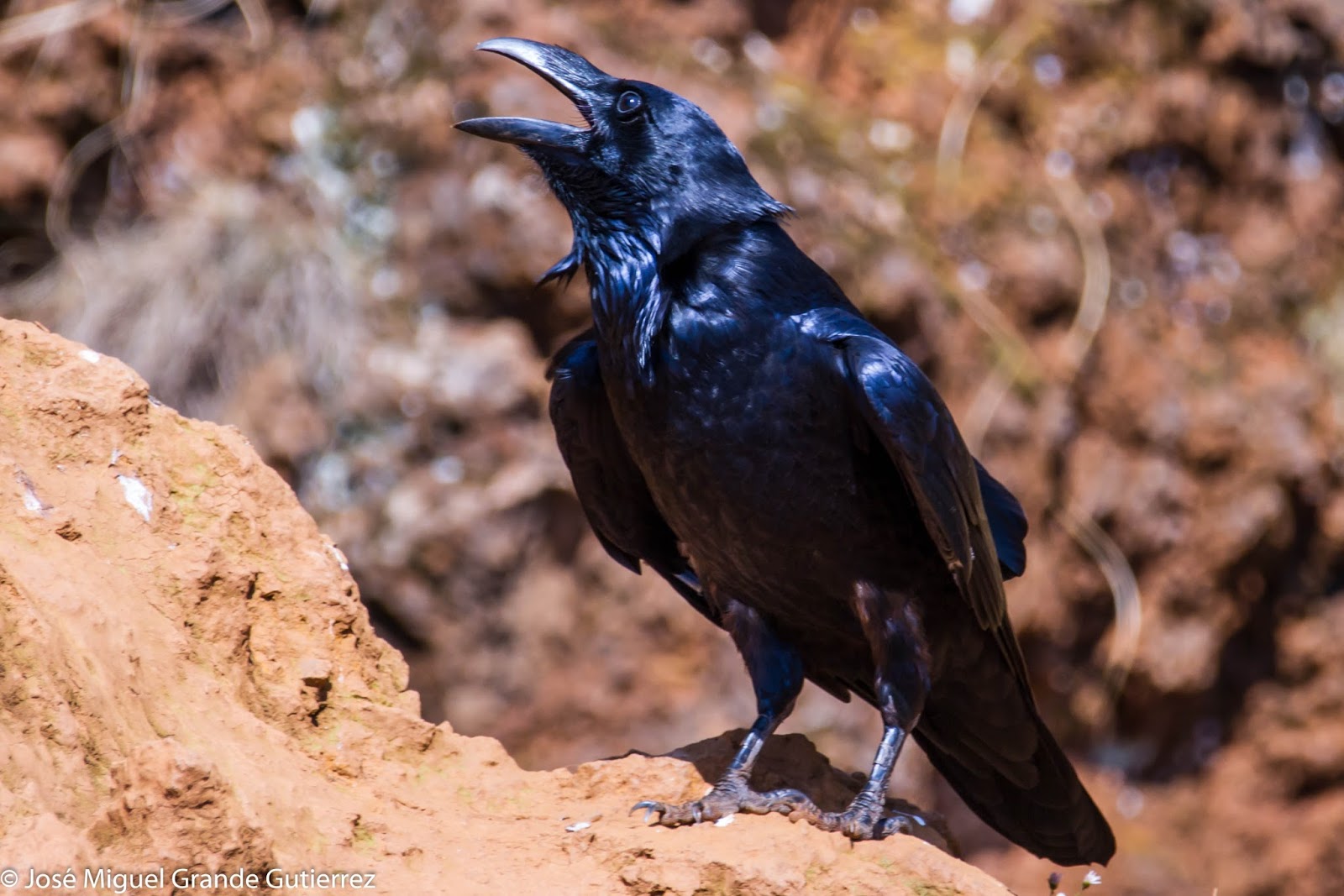 AVECEDARIO2016-UN MUNDO MARAVILLOSO: Cuervo grande (Corvus Corax ...
