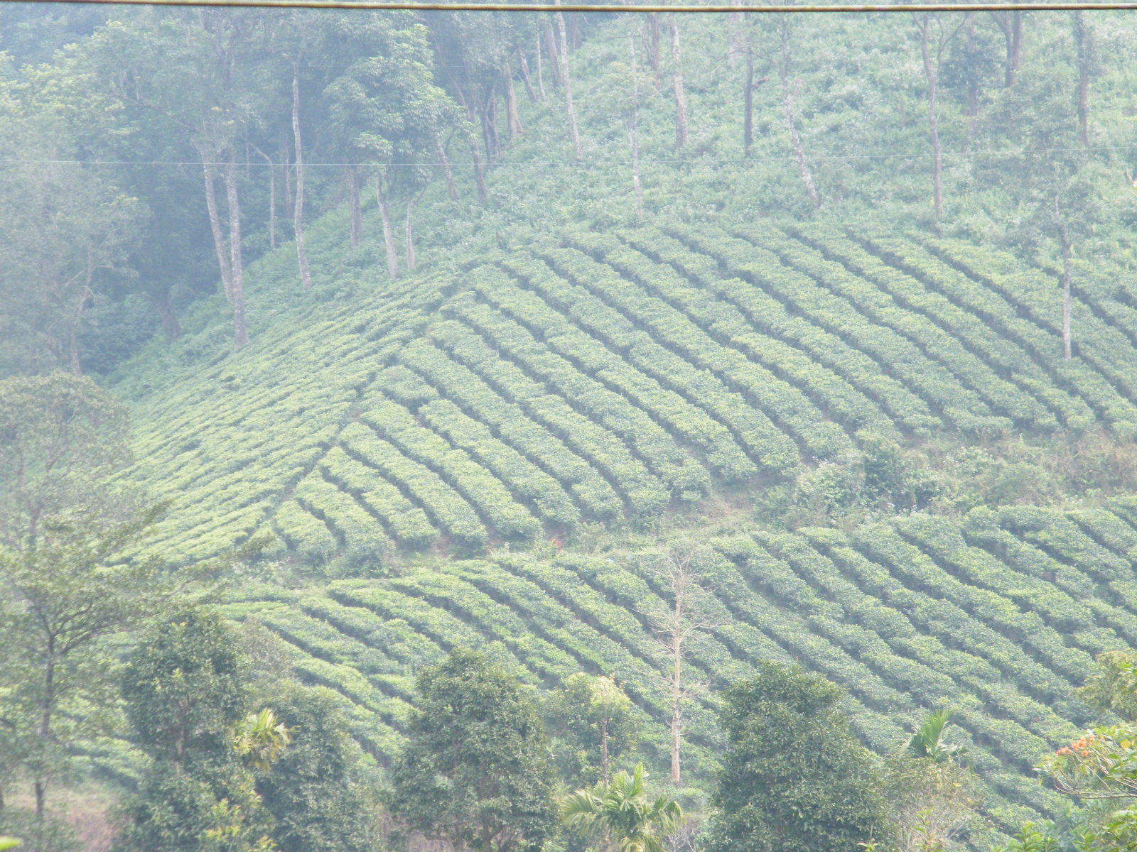 a travel to god's own state KERALA,INDIA: THAMARASSERY CHURAM WAYANADU