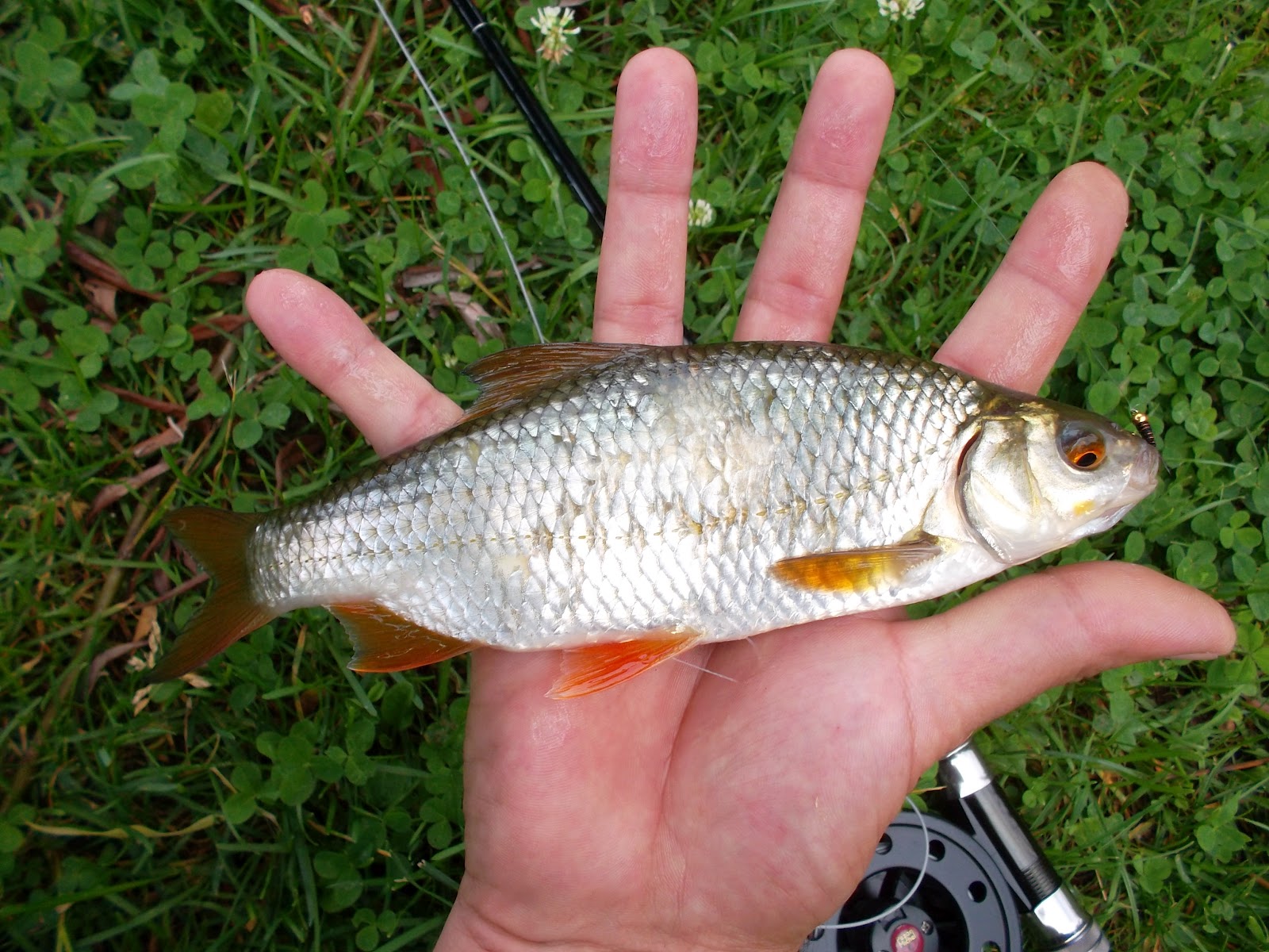 Féru de pêche: Gardon la pêche!