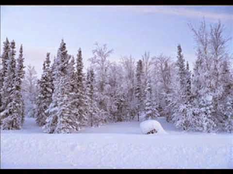 Blog Jesús: CLIMA POLAR (flora, fauna y población)