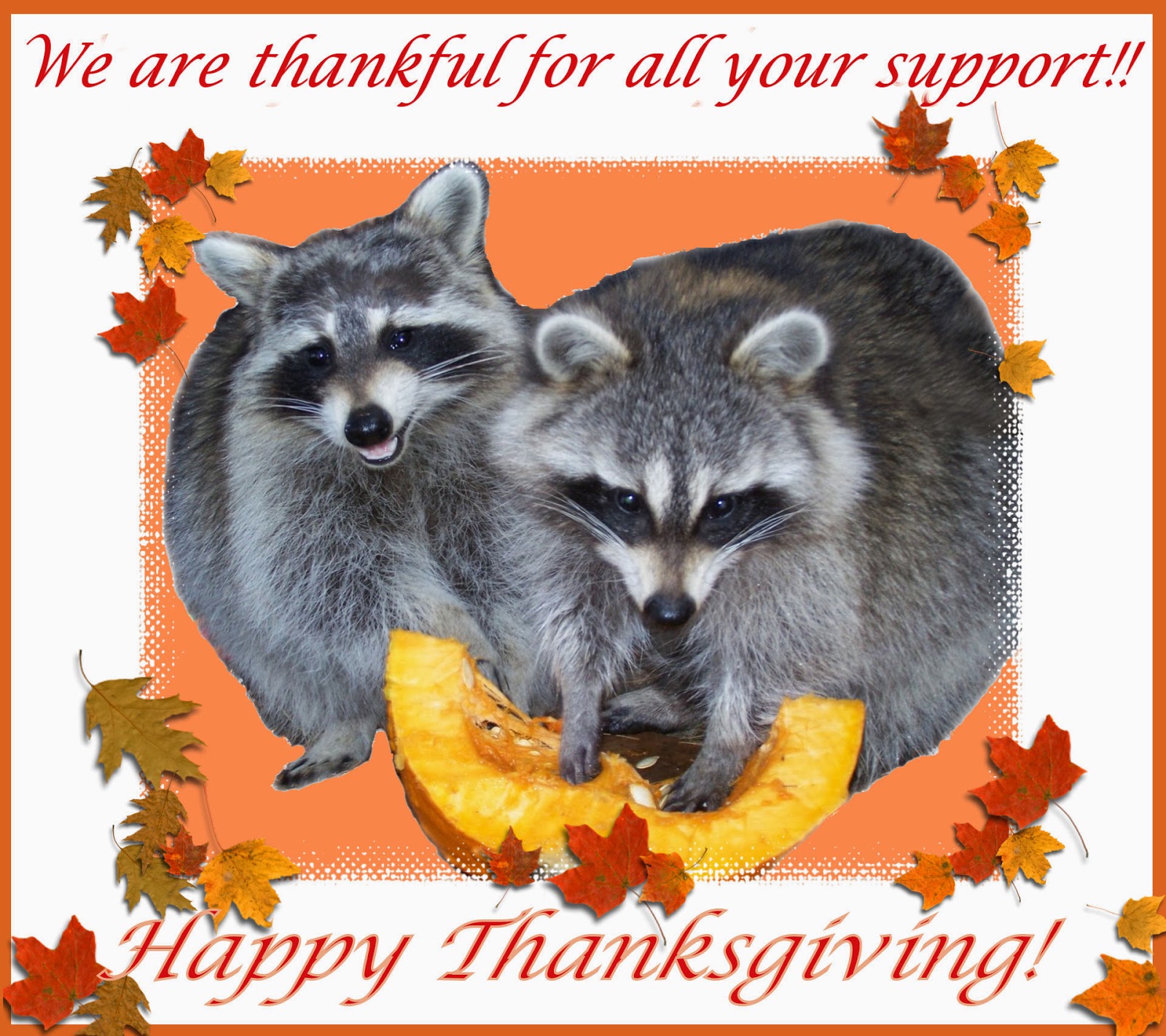 The Laughing Raccoon: November 2013