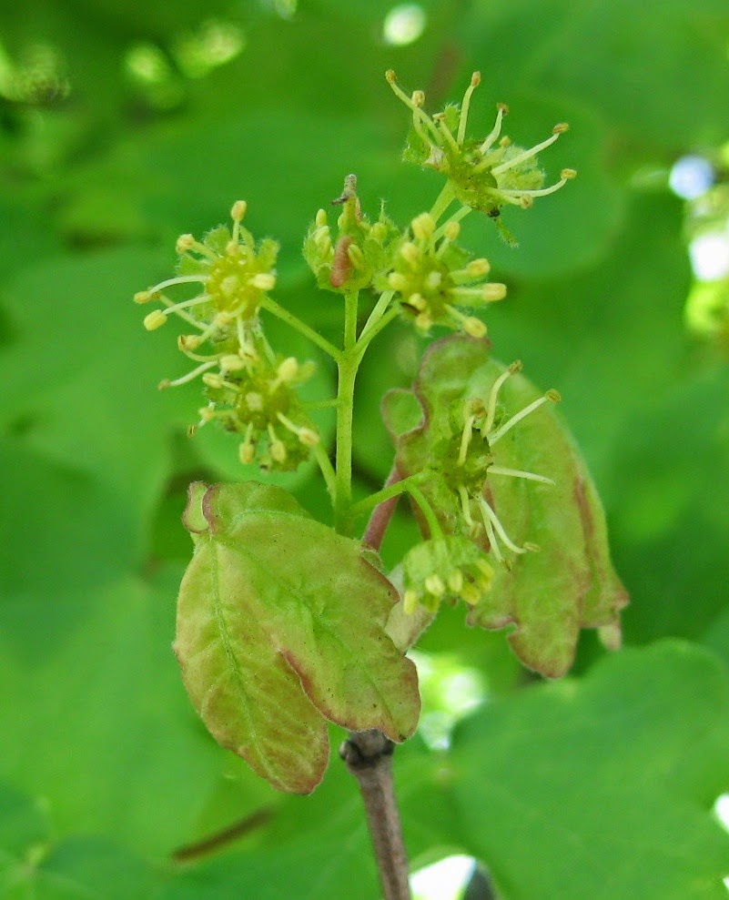Trees of Santa Cruz County: Acer campestre - Hedge Maple