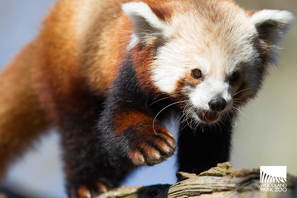 Red Panda Relatives