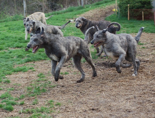 K9 101: The Irish Wolfhound