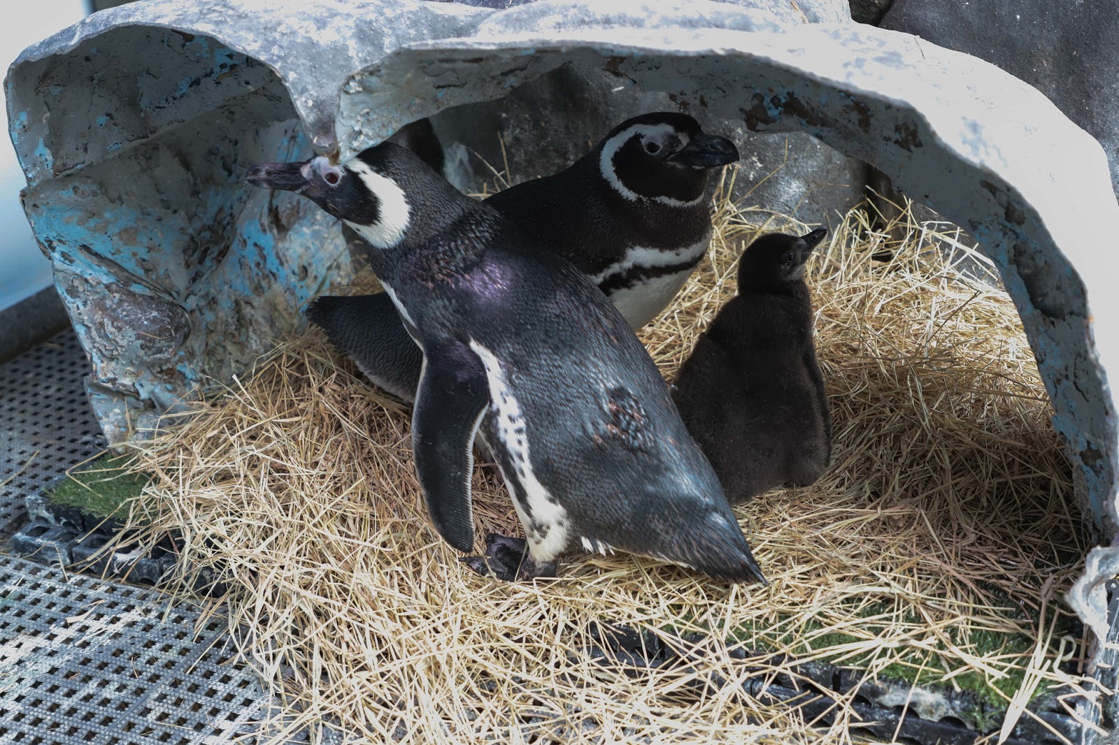 Jornal Ponto Final: Sabina ganha sete filhotes de pinguins