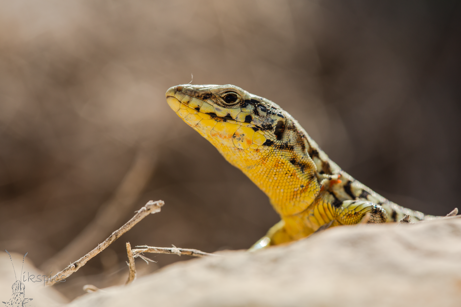 Victoria Hillman Nature Photography Blog