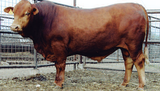 PORTAL GANADERO HIGUEYANO: La raza Beefmasters, una valiosa opción para ...